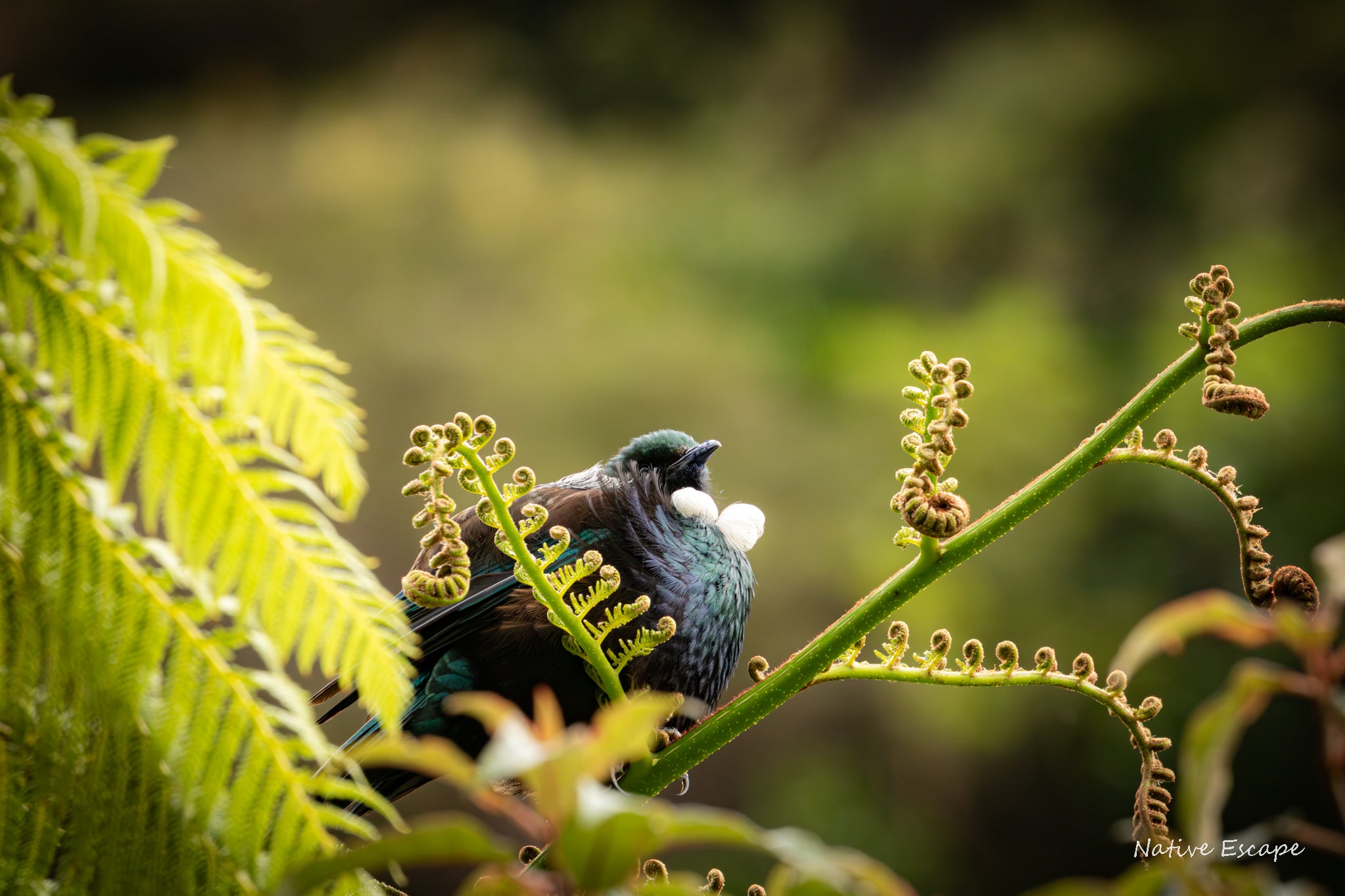 Native Escape Photography